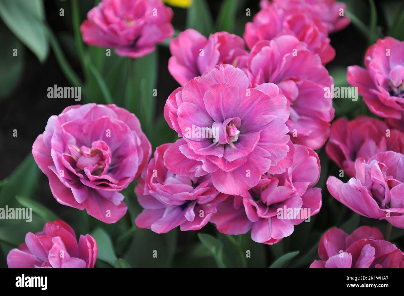 Pink peony-flowered Double Late tulips (Tulipa) Rosy Diamond bloom in a ...