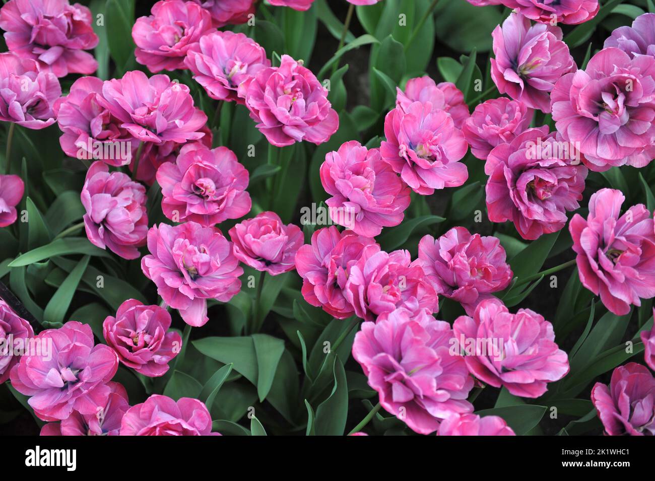 Pink peony-flowered Double Late tulips (Tulipa) Rosy Diamond bloom in a ...