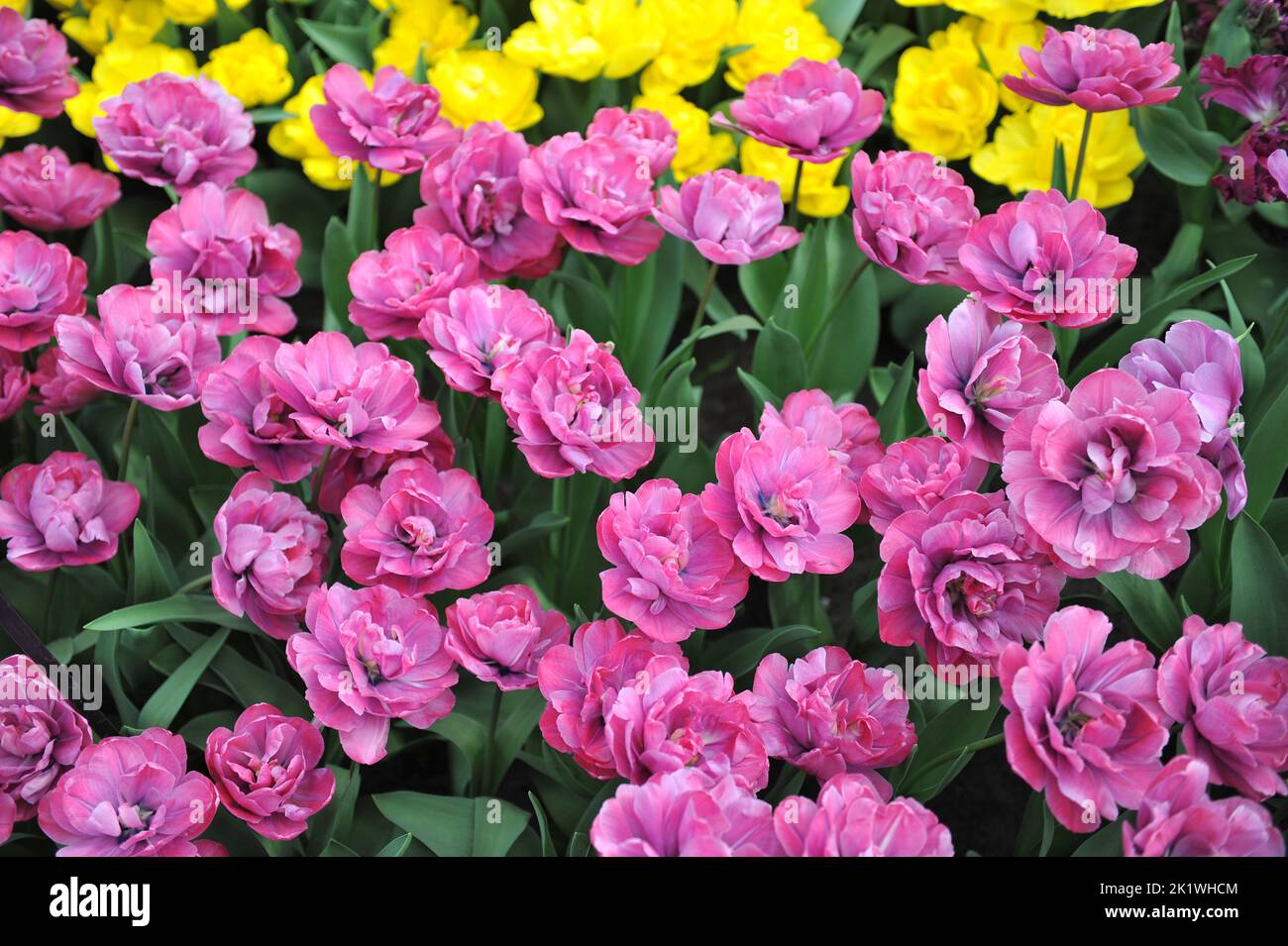 Pink peony-flowered Double Late tulips (Tulipa) Rosy Diamond bloom in a ...