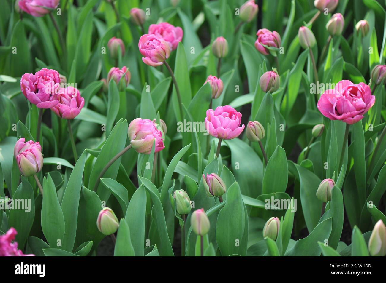 Pink peony-flowered Double Late tulips (Tulipa) Rosy Diamond bloom in a ...