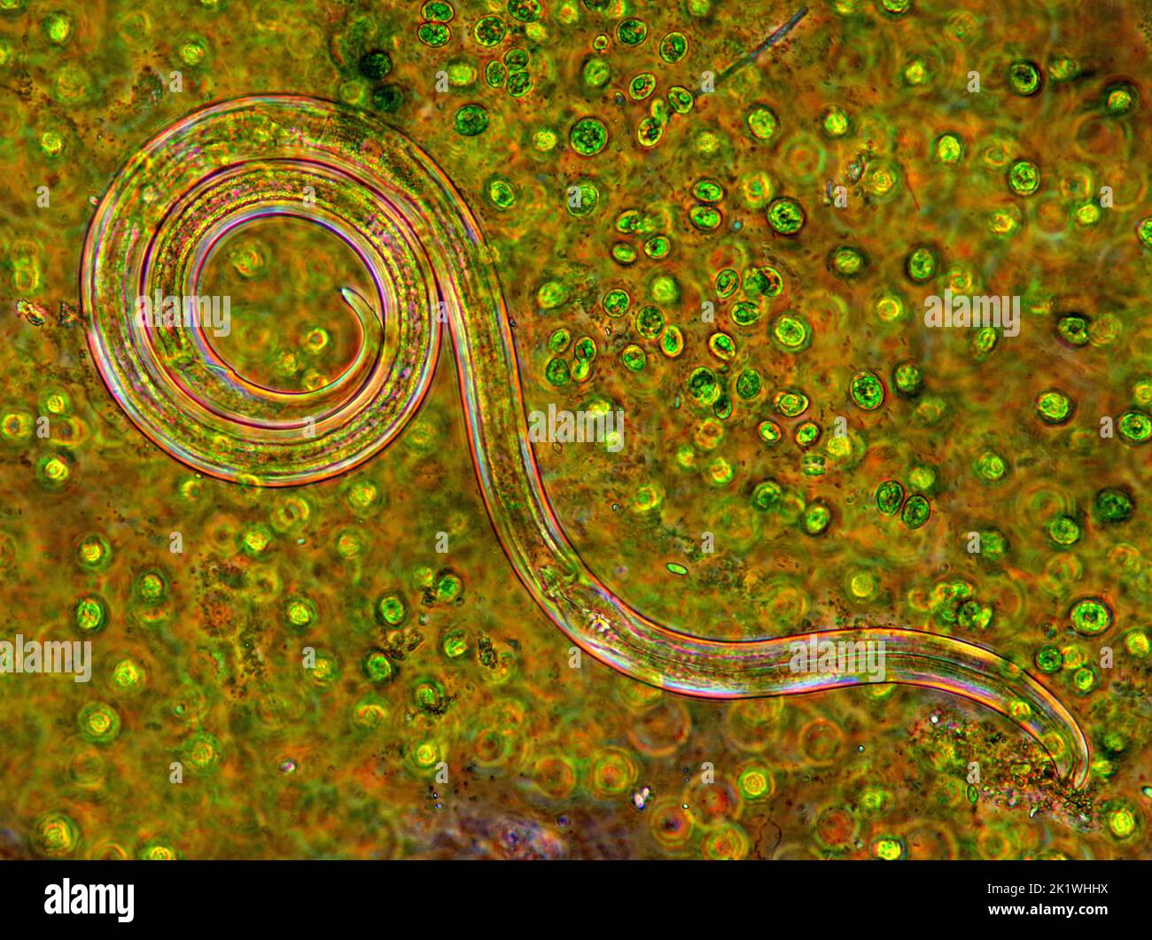 Nematode among green algae, light micrograph Stock Photo - Alamy
