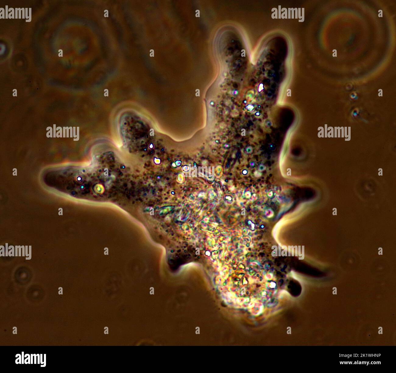 Amoeba, light micrograph Stock Photo - Alamy