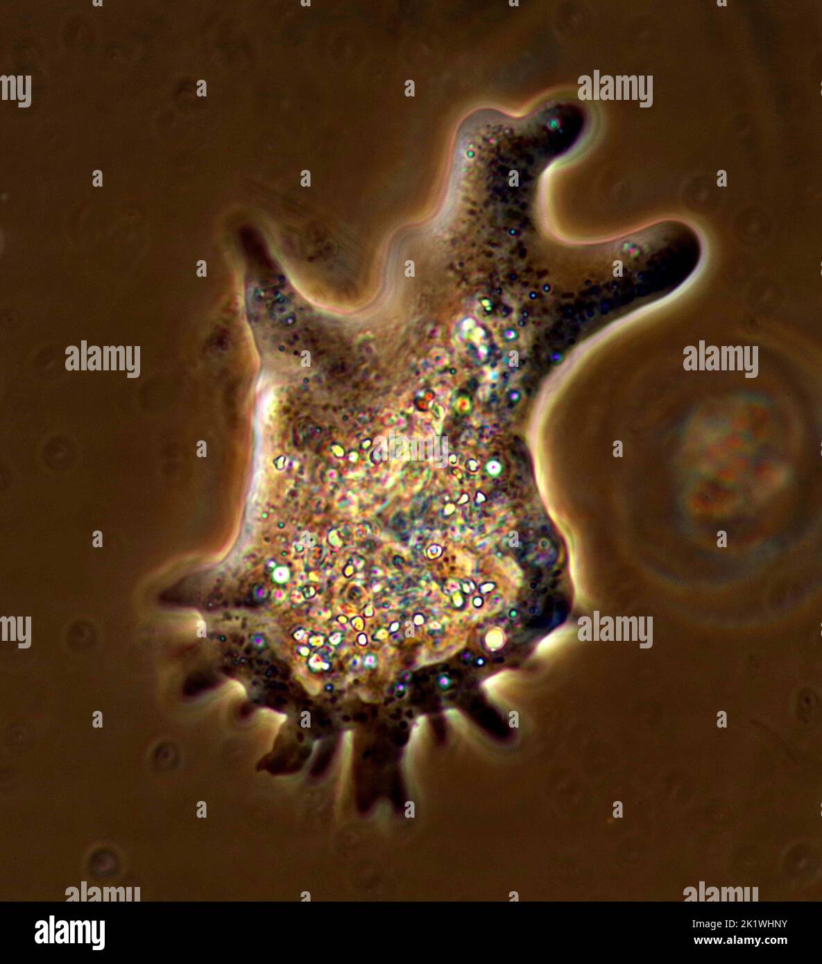 Amoeba, light micrograph Stock Photo - Alamy