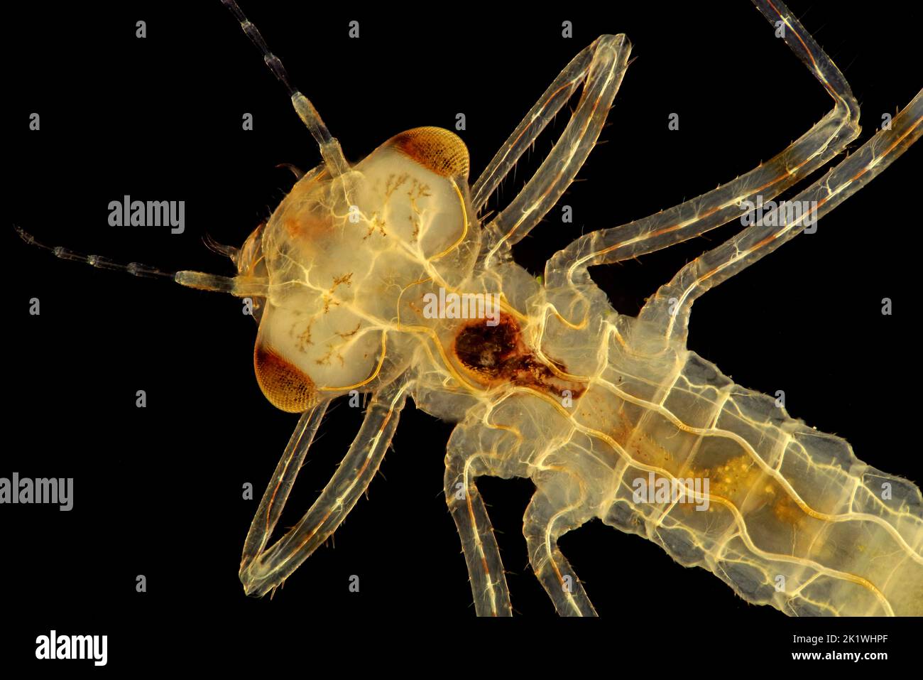 Damselfly larva, light micrograph Stock Photo - Alamy
