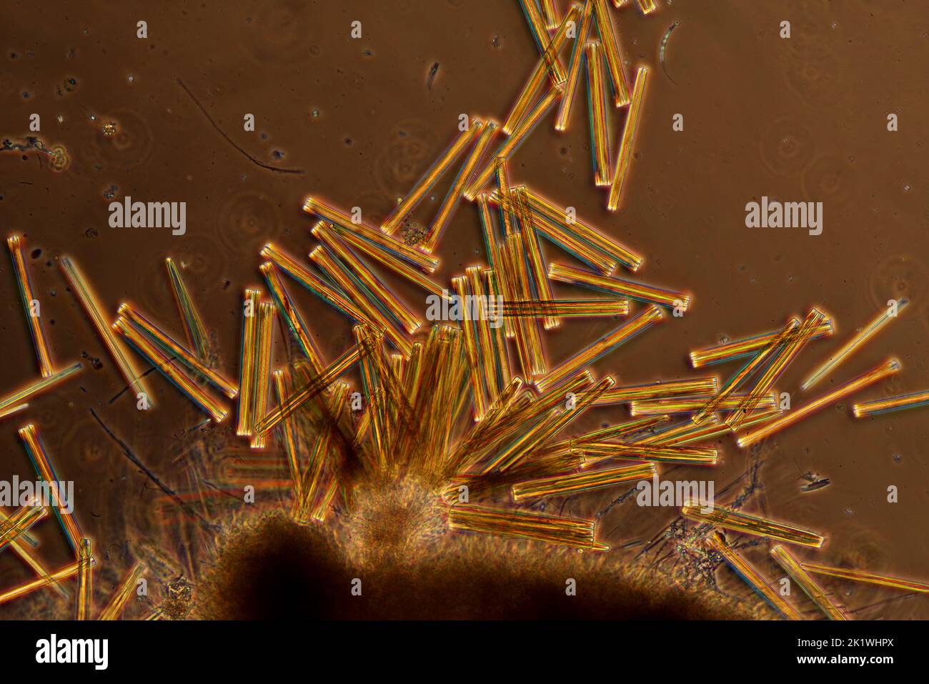 Synedra sp. diatoms, light micrograph Stock Photo - Alamy