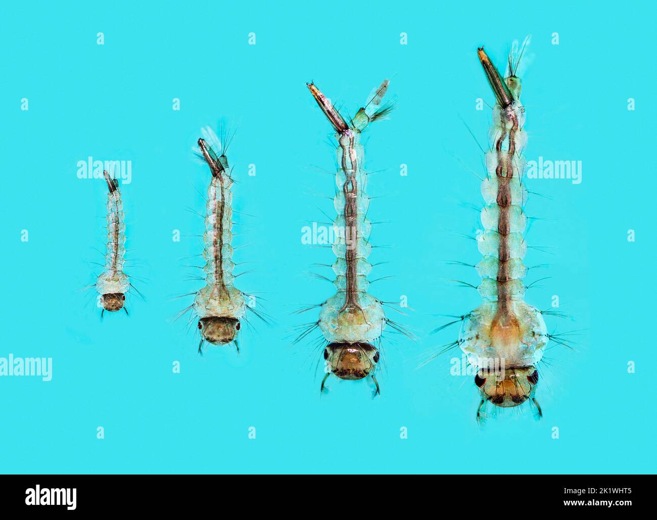 Culex quinquefasciatus mosquito larvae Stock Photo - Alamy