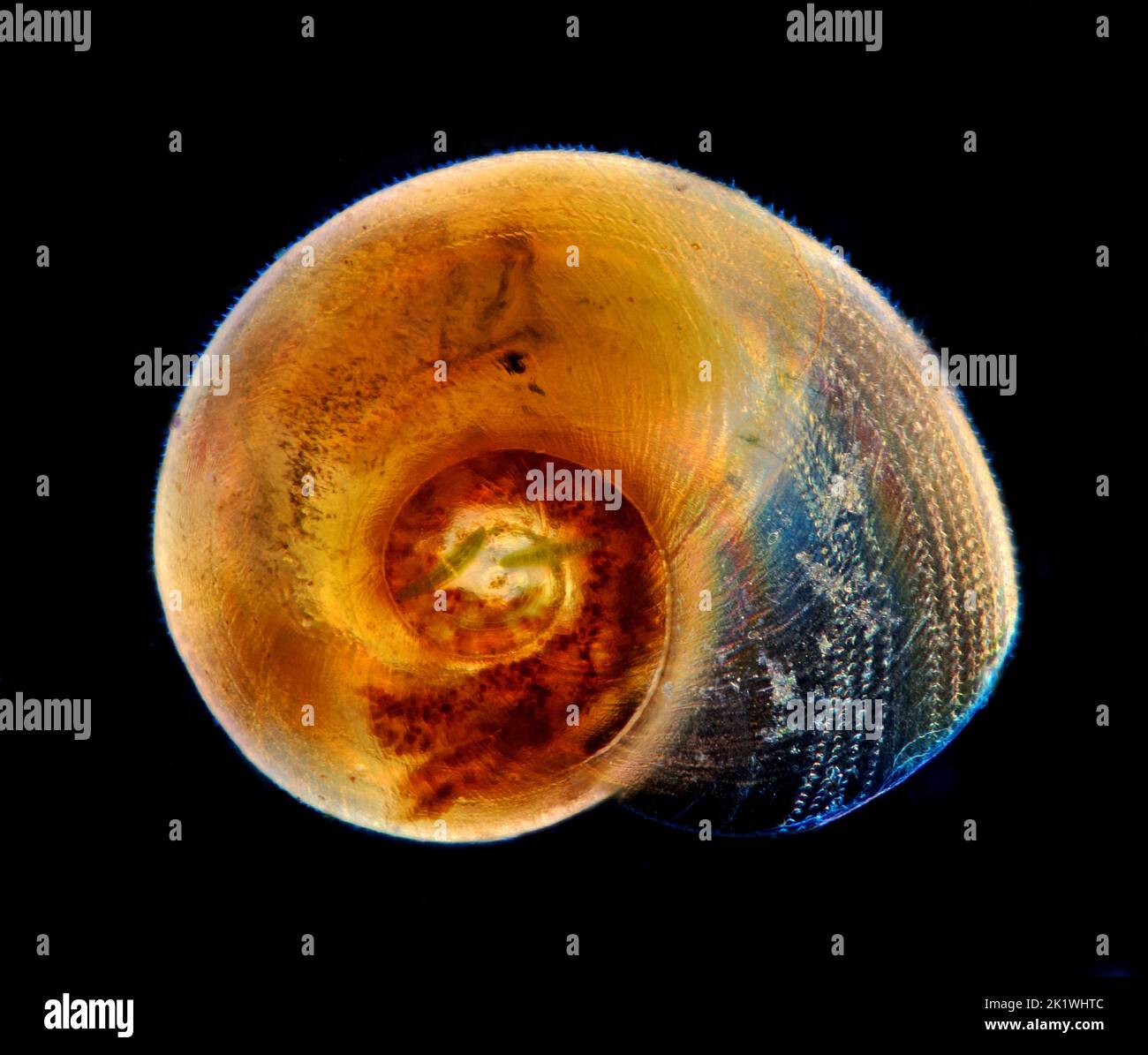 Aquatic snail, light micrograph Stock Photo - Alamy