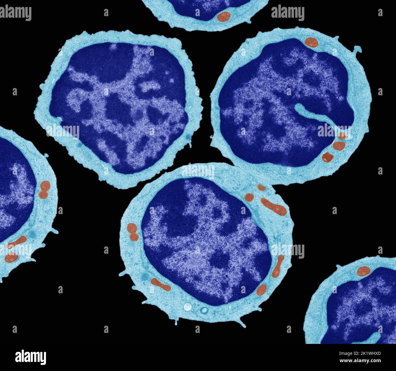 Small lymphocytes, TEM Stock Photo - Alamy