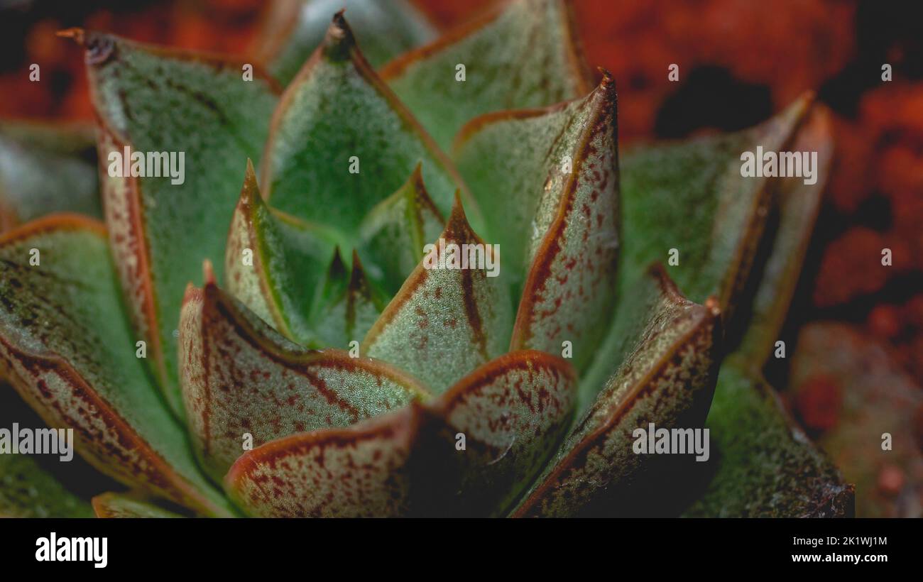 Detail of Echeveria purpusorum on dark background. Beautiful potted ...