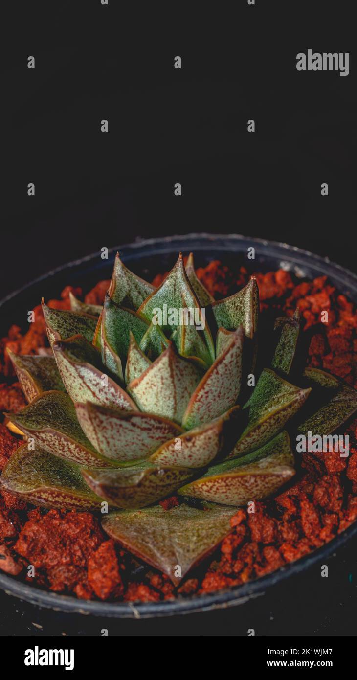 Detail of Echeveria purpusorum on dark background. Beautiful potted ...
