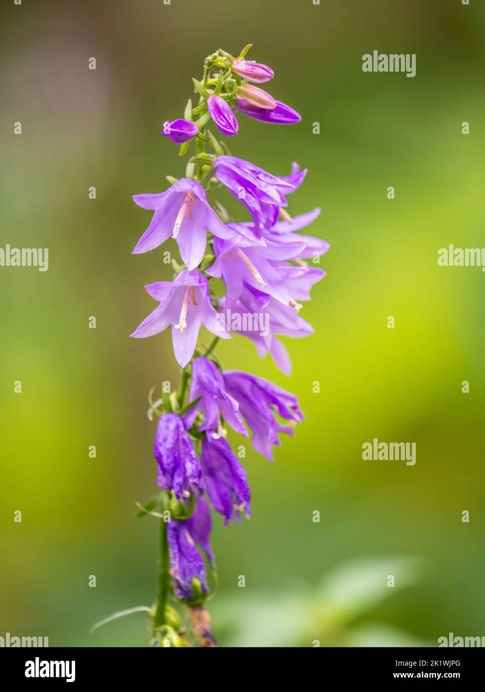 Campanula rapunculoides, creeping bellflower, or rampion bellflower, is ...
