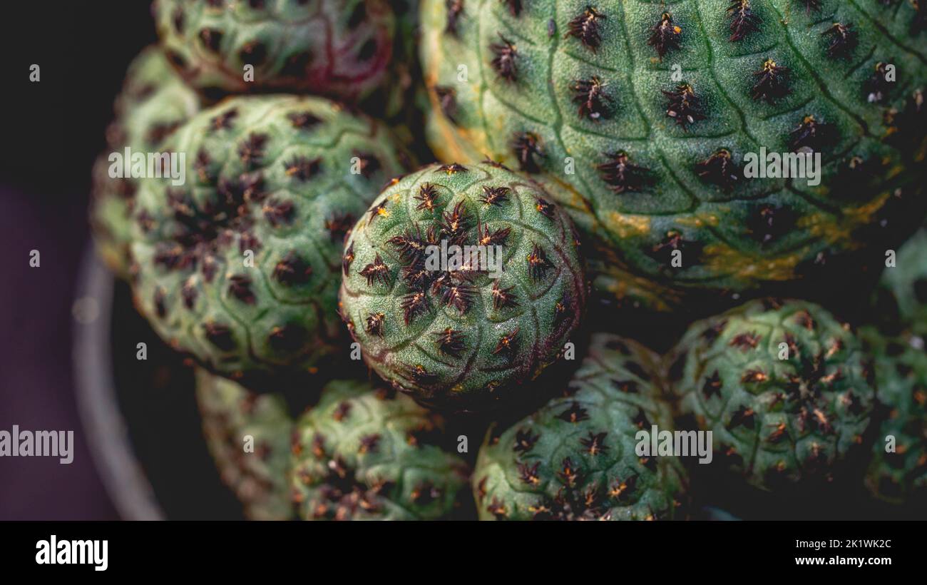 Detail look of Sulcorebutia Rauschii . Beautiful clump of Sulcorebutia ...