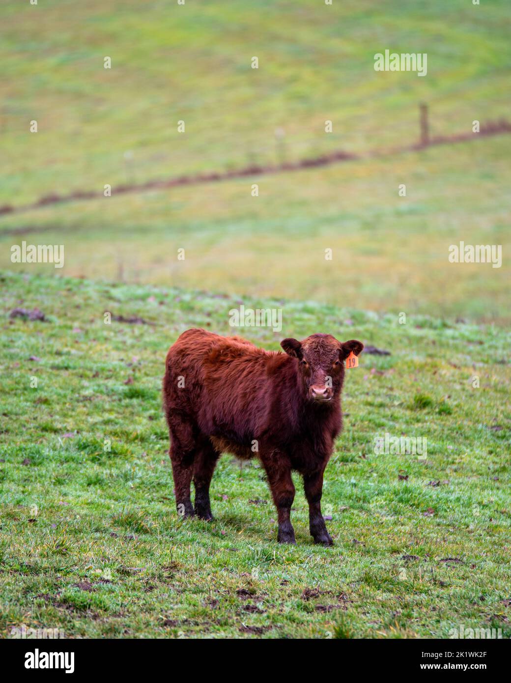 Lone cow hi-res stock photography and images - Alamy