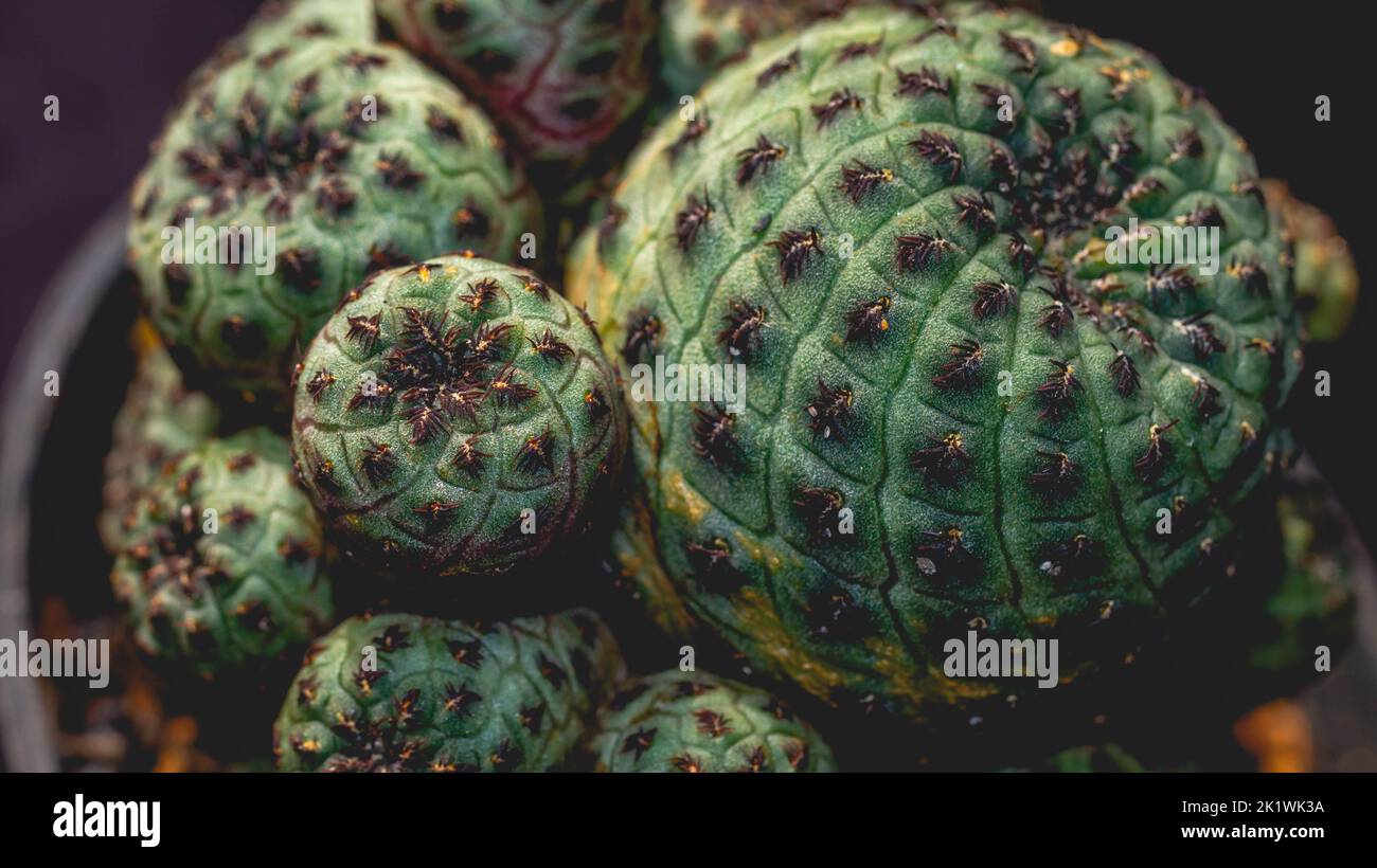 Detail look of Sulcorebutia Rauschii . Beautiful clump of Sulcorebutia ...