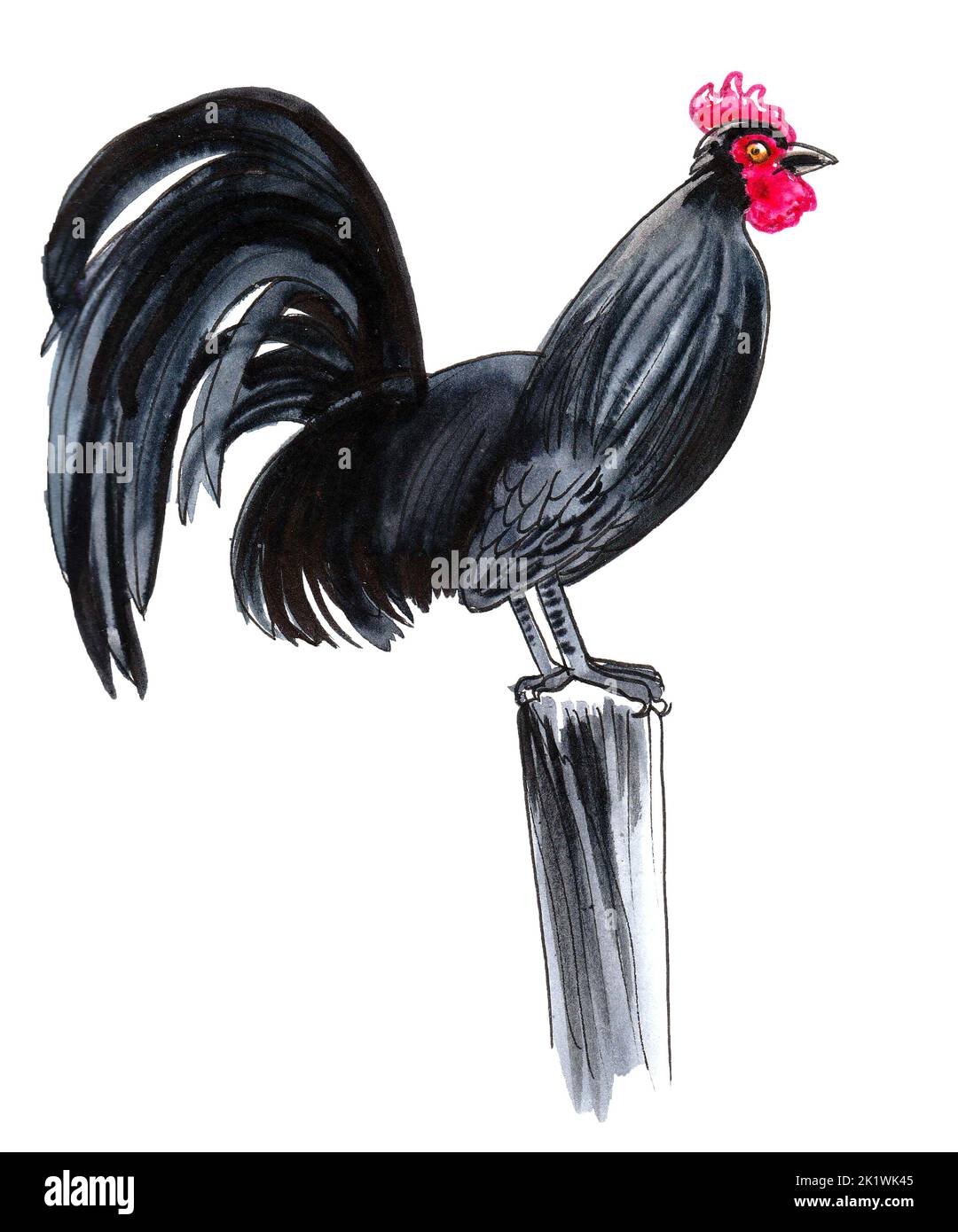 Big Black Rooster