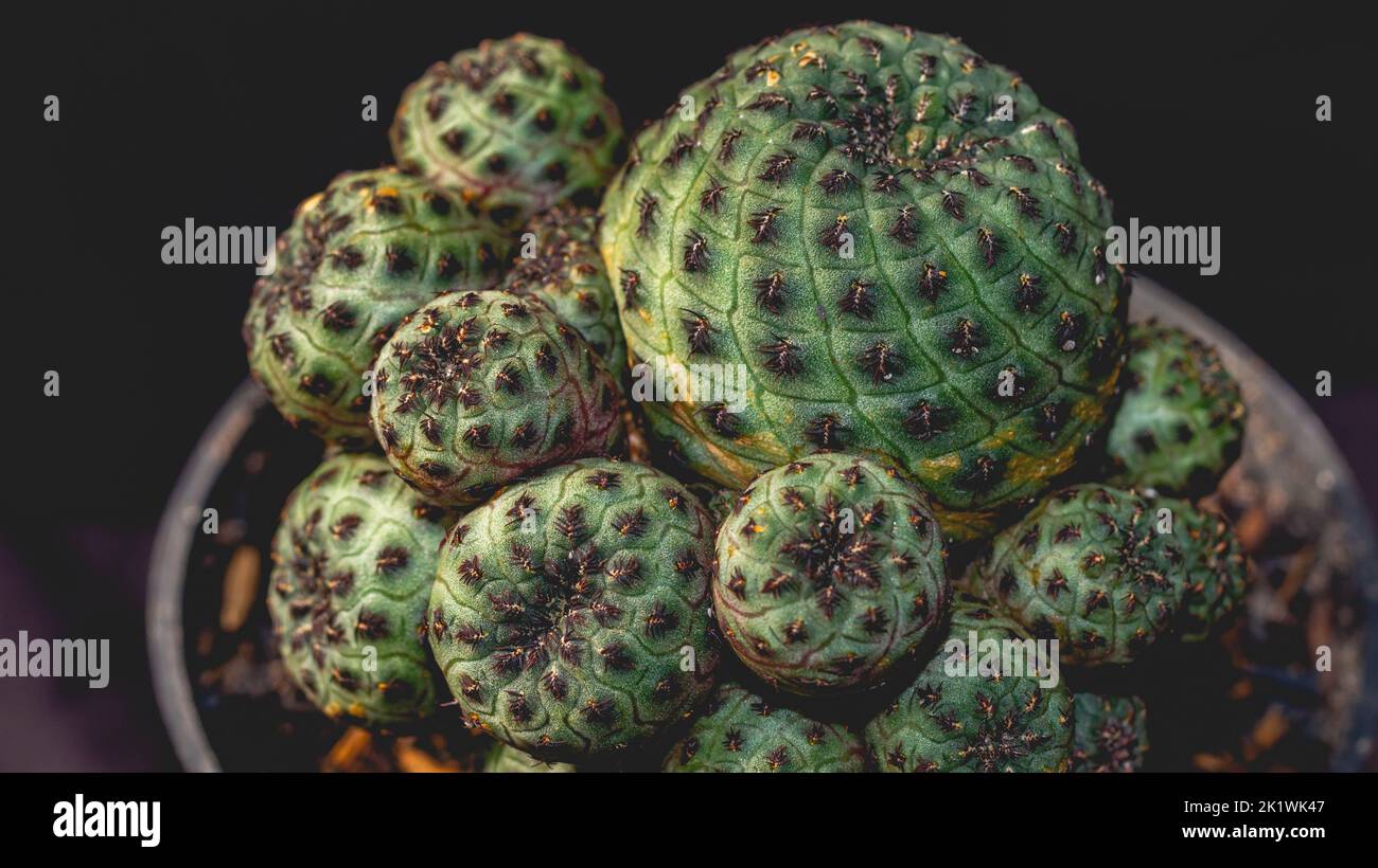 Detail look of Sulcorebutia Rauschii . Beautiful clump of Sulcorebutia ...