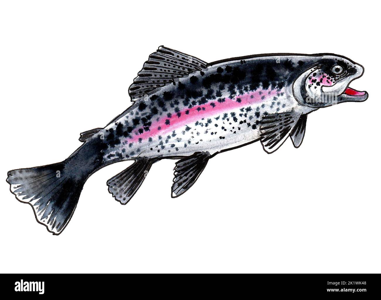 Trout fish. Ink and watercolor drawing Stock Photo - Alamy