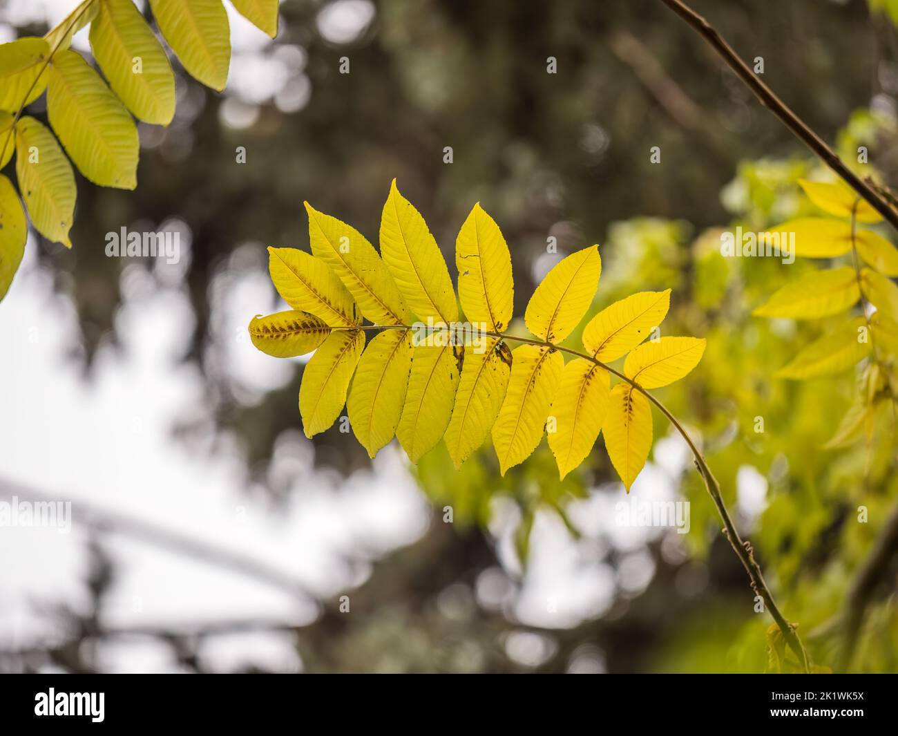 Yellow autumn leaves of Juglans mandshurica, Manchurian walnut ...