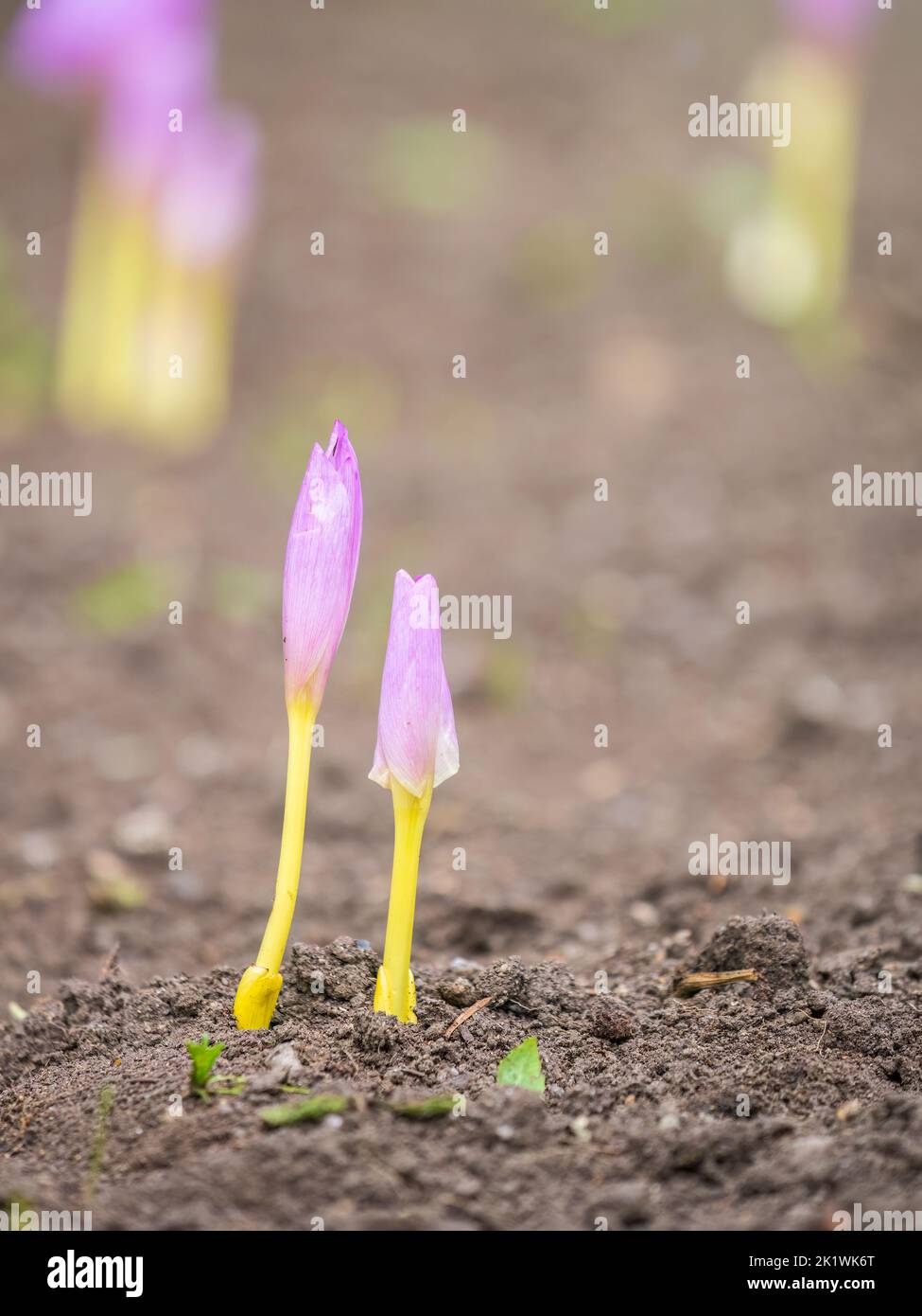 Autumn purple crocuses bloomed above the ground. Close-up of a group of ...
