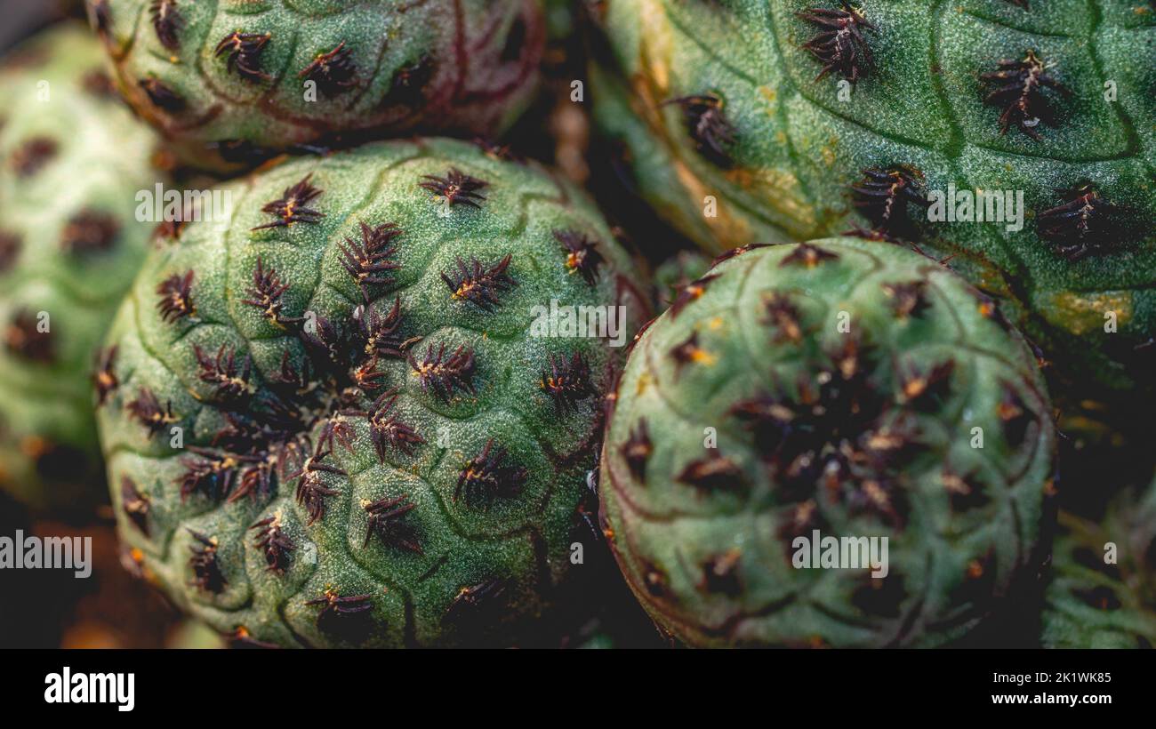 Detail look of Sulcorebutia Rauschii . Beautiful clump of Sulcorebutia ...