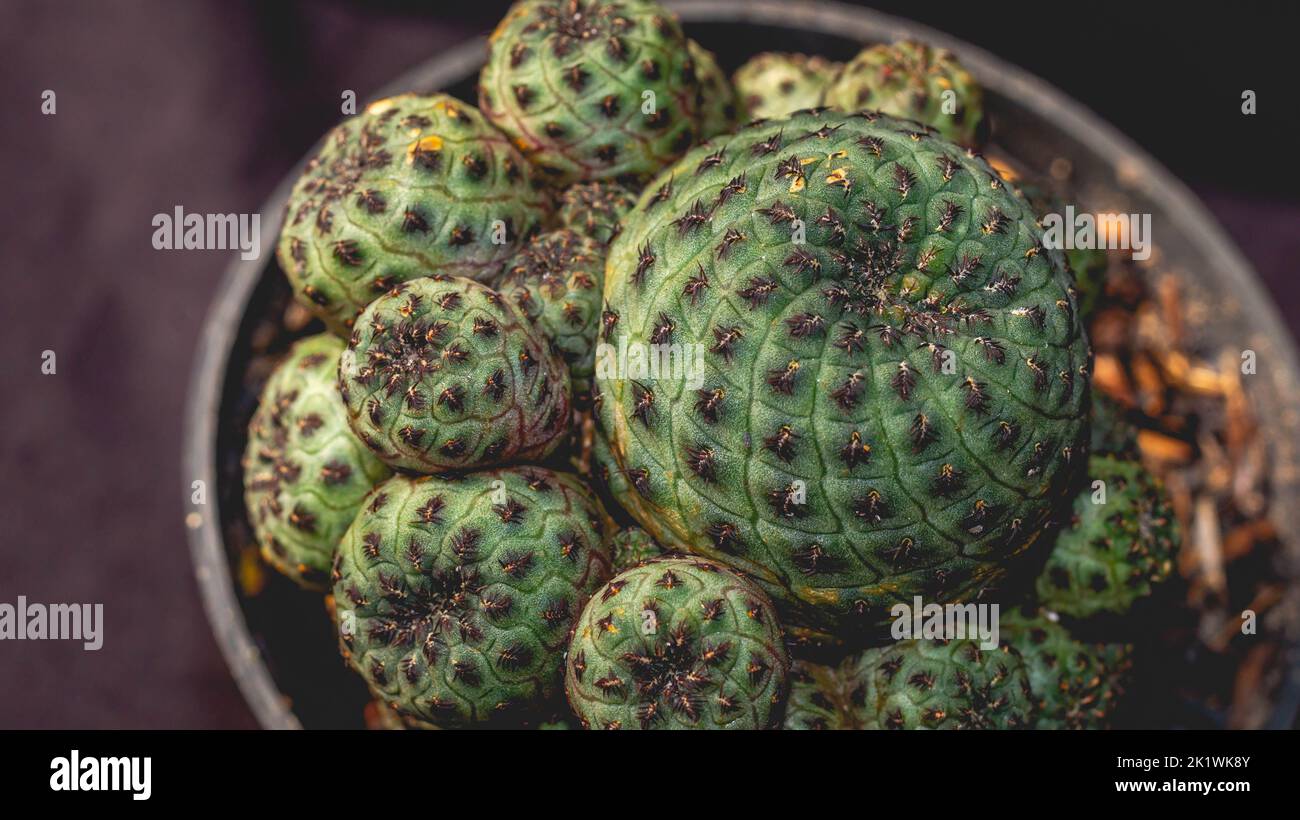 Detail look of Sulcorebutia Rauschii . Beautiful clump of Sulcorebutia ...