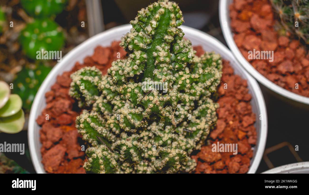 Cereus plant wallpaper hi-res stock photography and images - Alamy