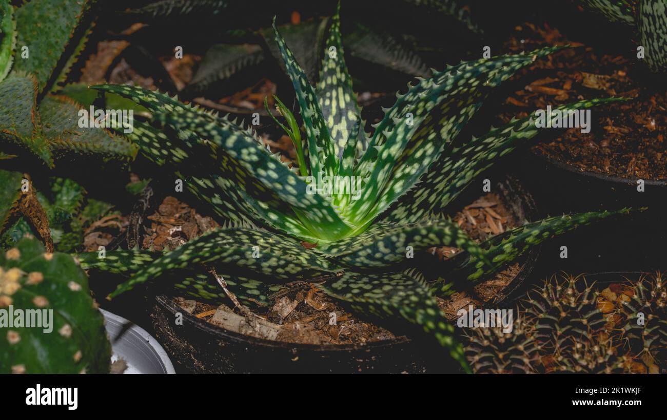 Attractive green Aloe vera plant with white silver spots on the leaves ...