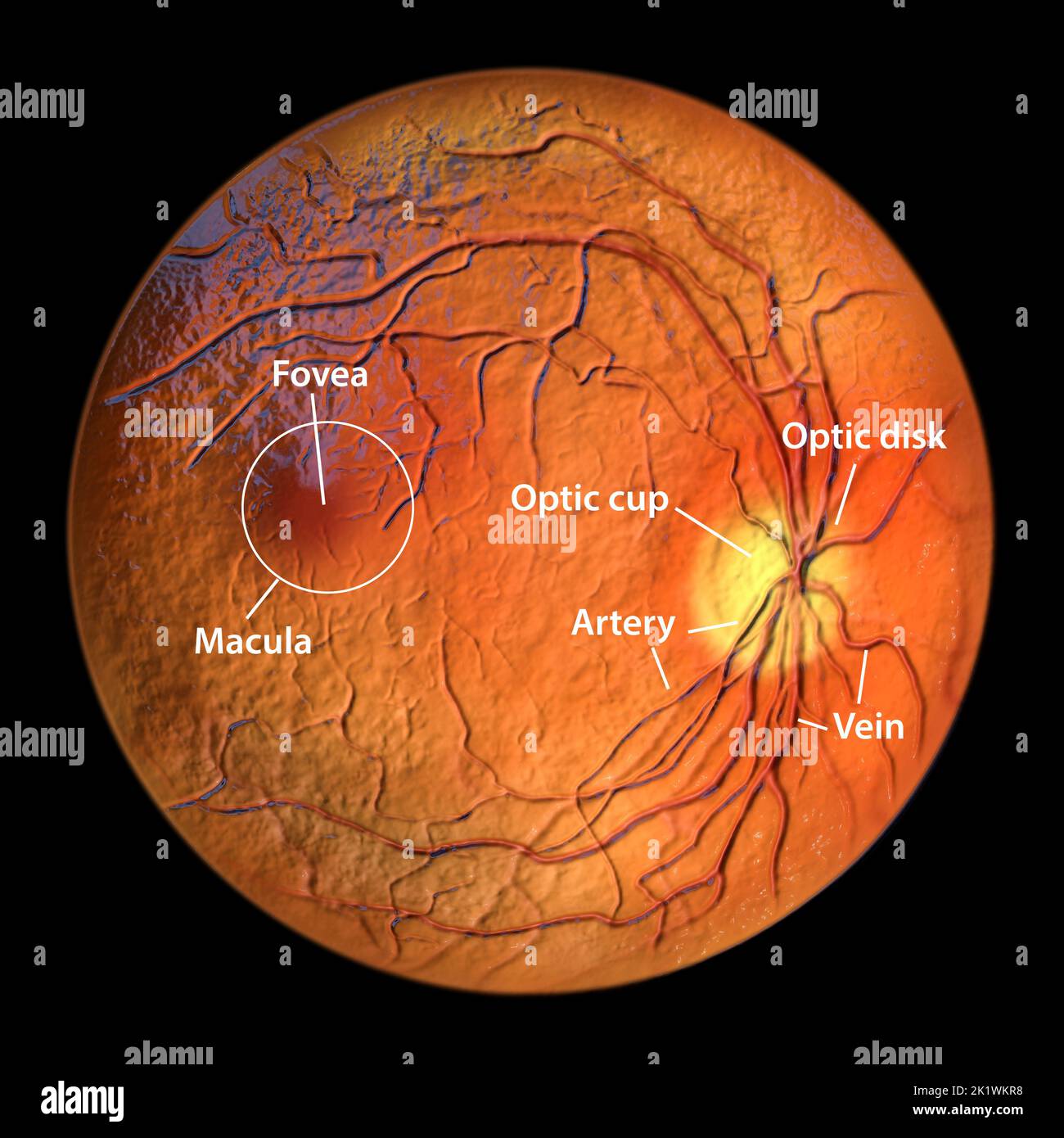 Normal retina ophthalmoscope hi-res stock photography and images - Alamy