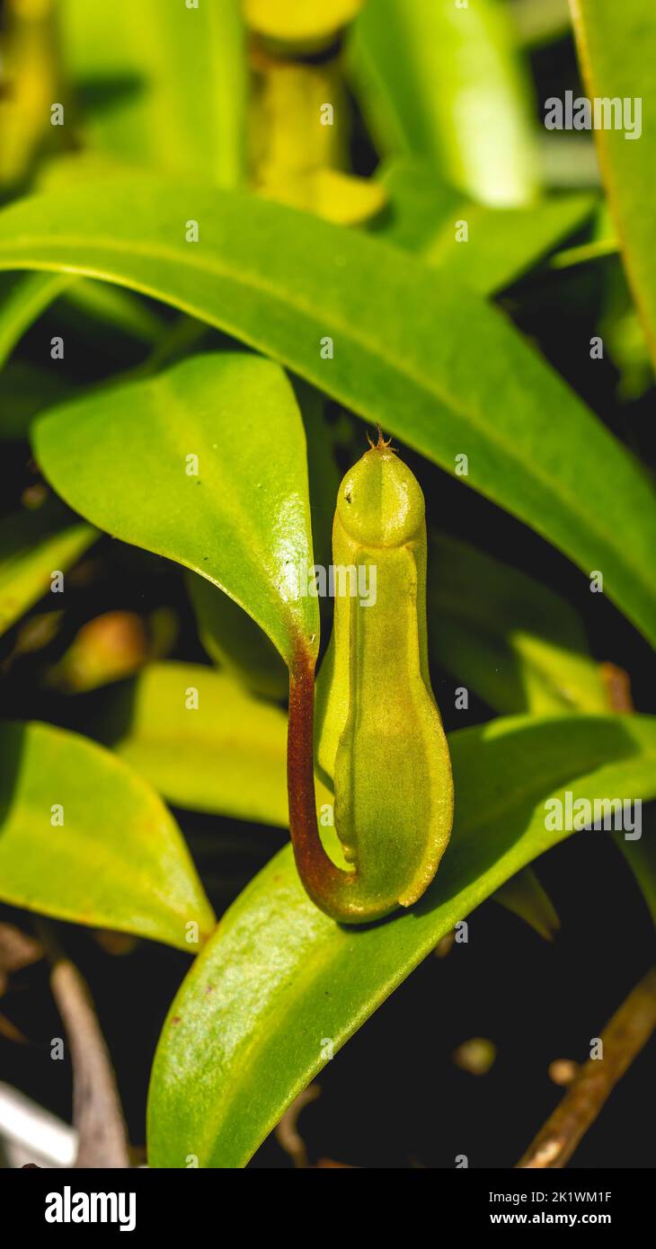 Borneo Green Nepenthes in detail. Monkey pitcher plant, natural ...
