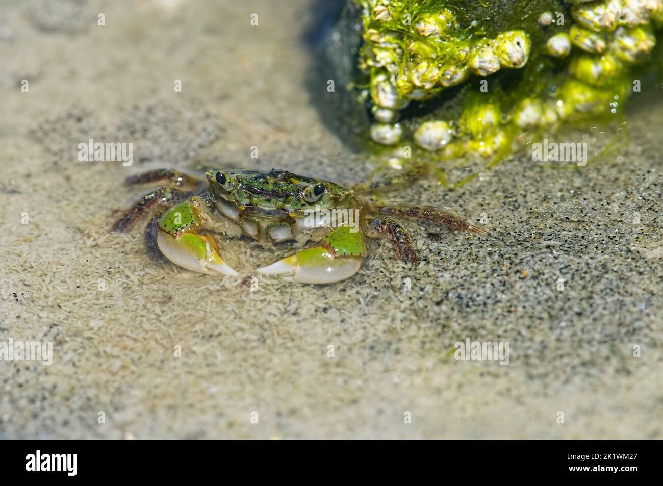 Hemigrapsus oregonensis hi-res stock photography and images - Alamy