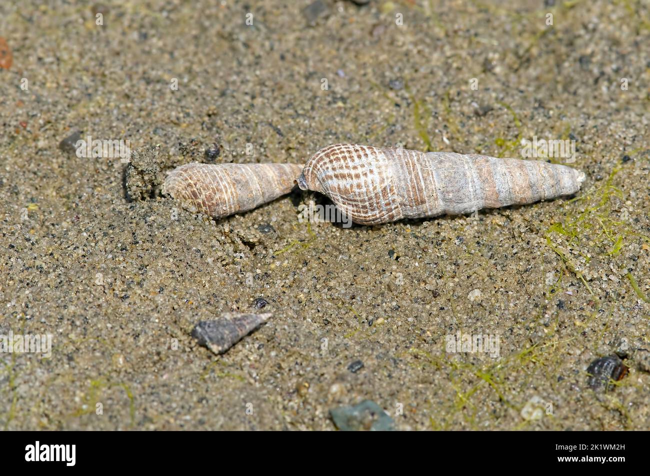 Japanese false cerith snail hi-res stock photography and images - Alamy