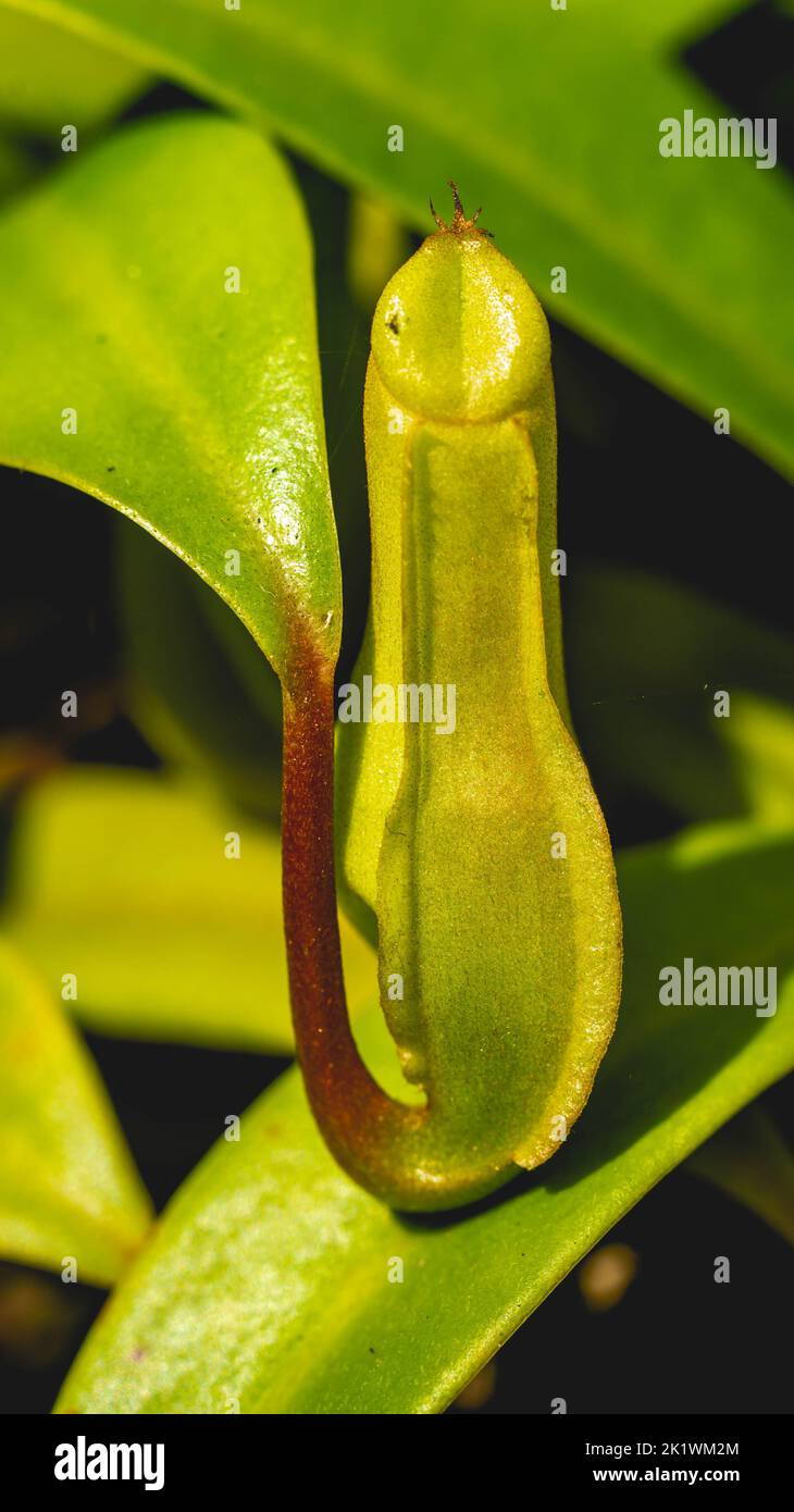 Borneo Green Nepenthes in detail. Monkey pitcher plant, natural ...