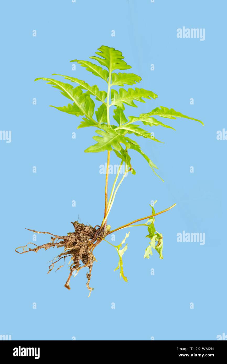 Whole fern plants from green leaf tips with jagged leaf edges to brown ...