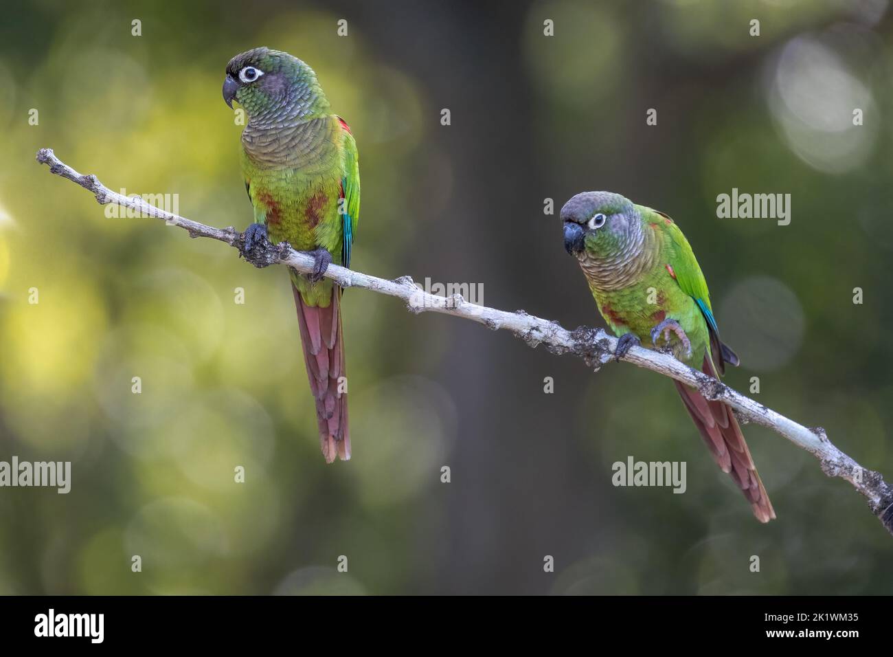 Blaze winged conure hi-res stock photography and images - Alamy