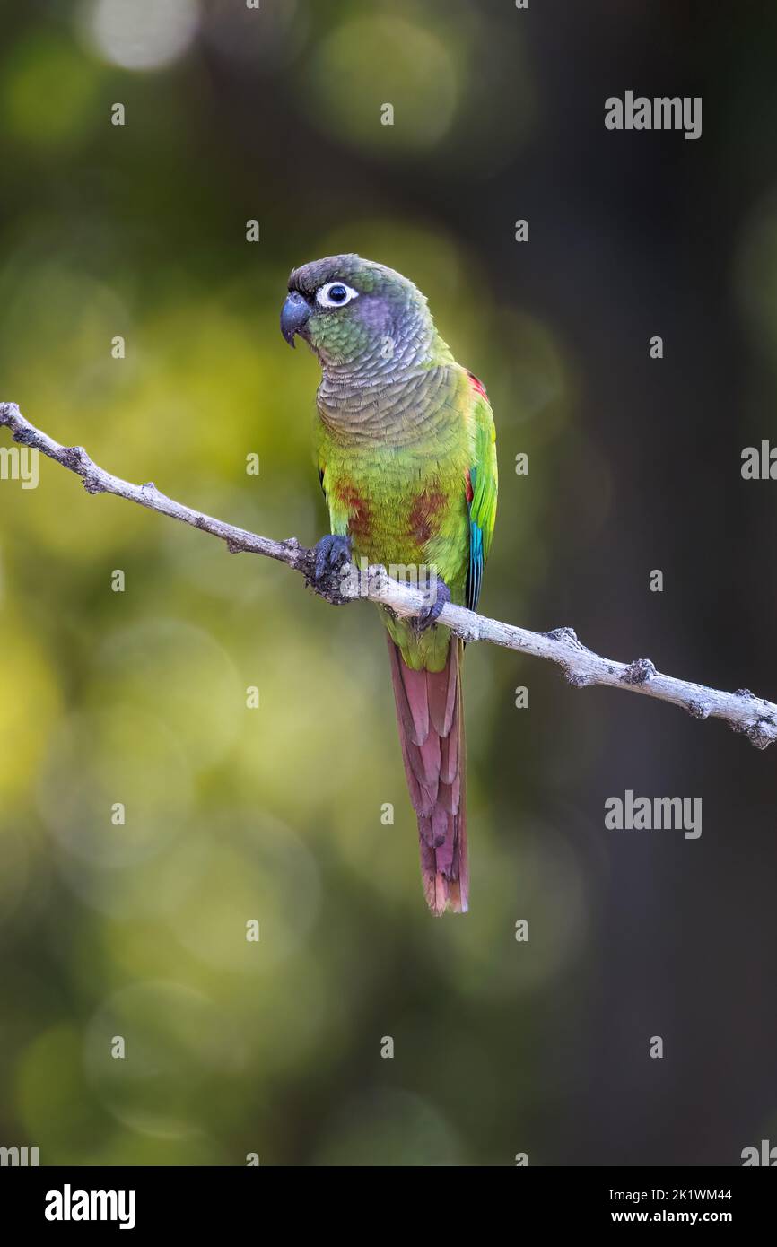 Blaze winged conure hi-res stock photography and images - Alamy