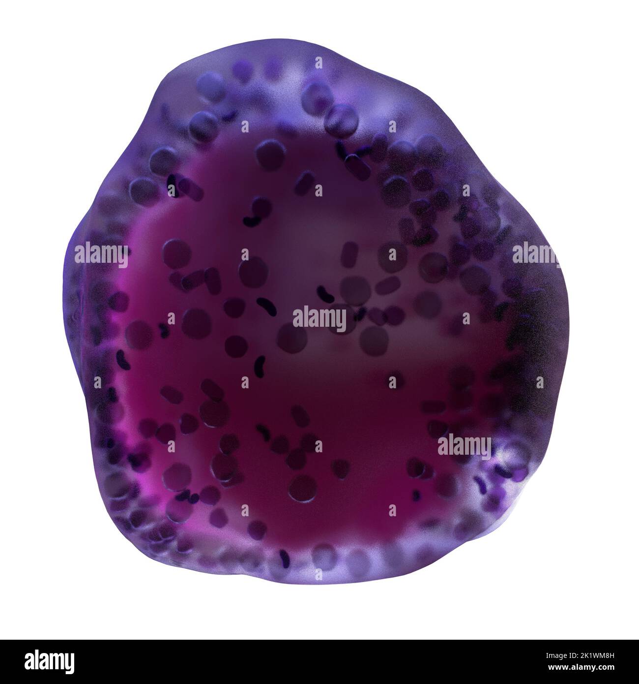 Blast cell, illustration Stock Photo - Alamy