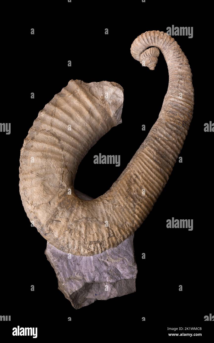 Heteroceras emerici ammonite fossil Stock Photo - Alamy