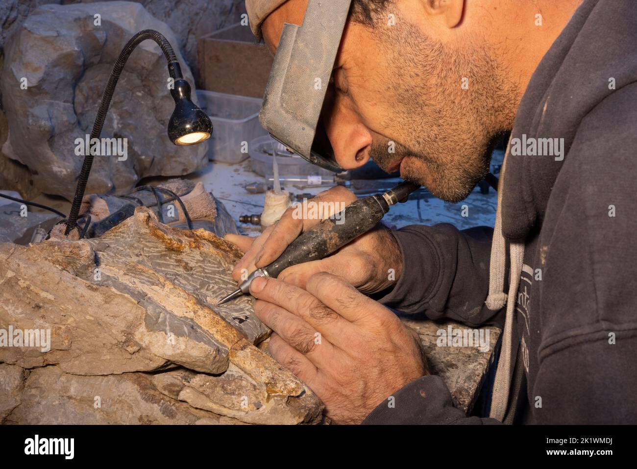 Palaeontologist preparing fossils Stock Photo - Alamy