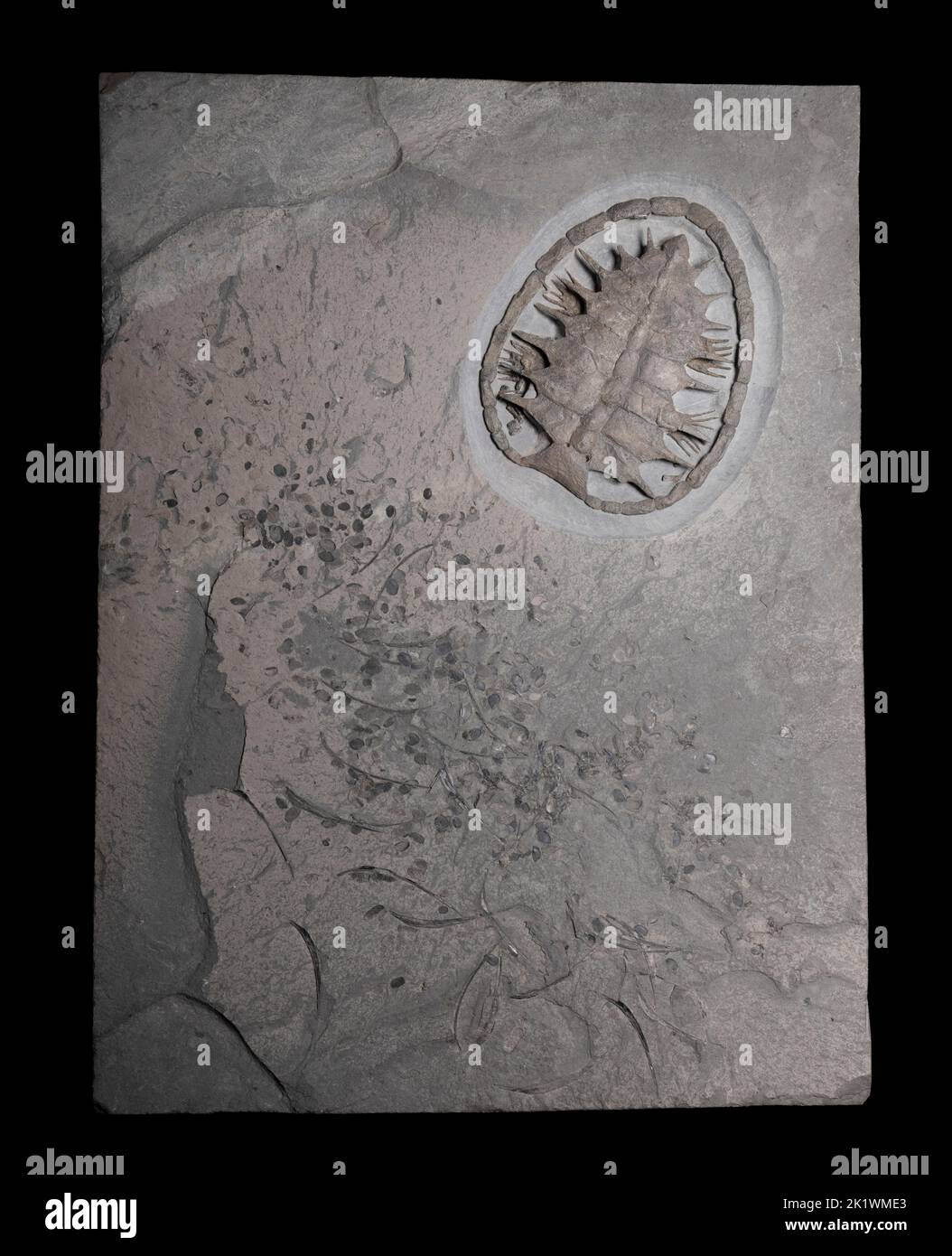 Glarochelys sp. turtle shell Stock Photo - Alamy