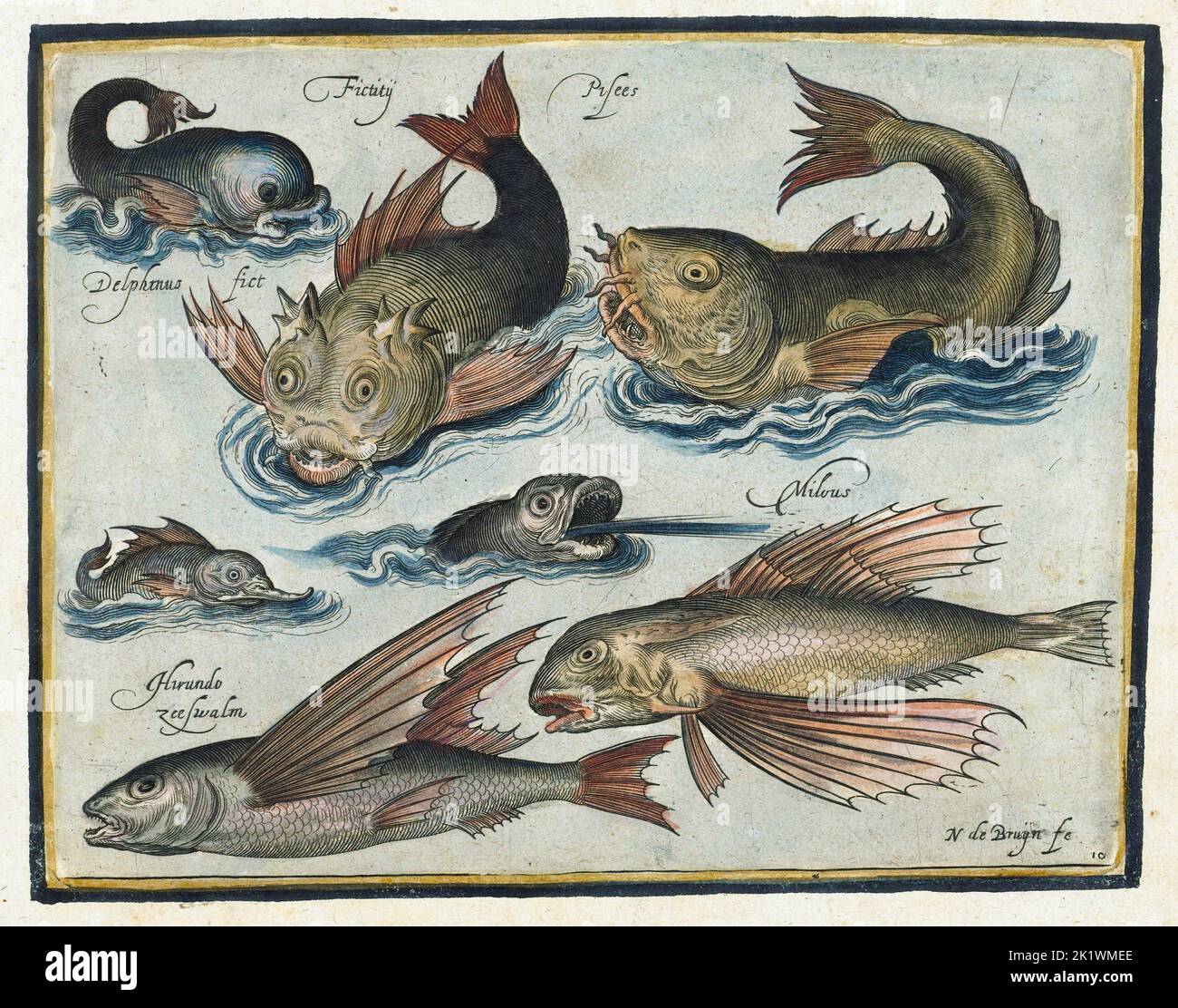 Aquatic animals, illustration Stock Photo - Alamy