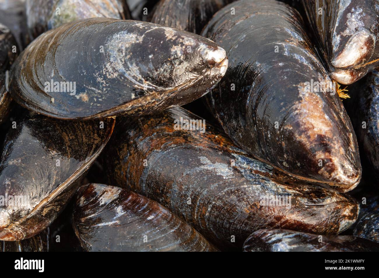 Scrubbed shells of foraged wild mussels Stock Photo - Alamy