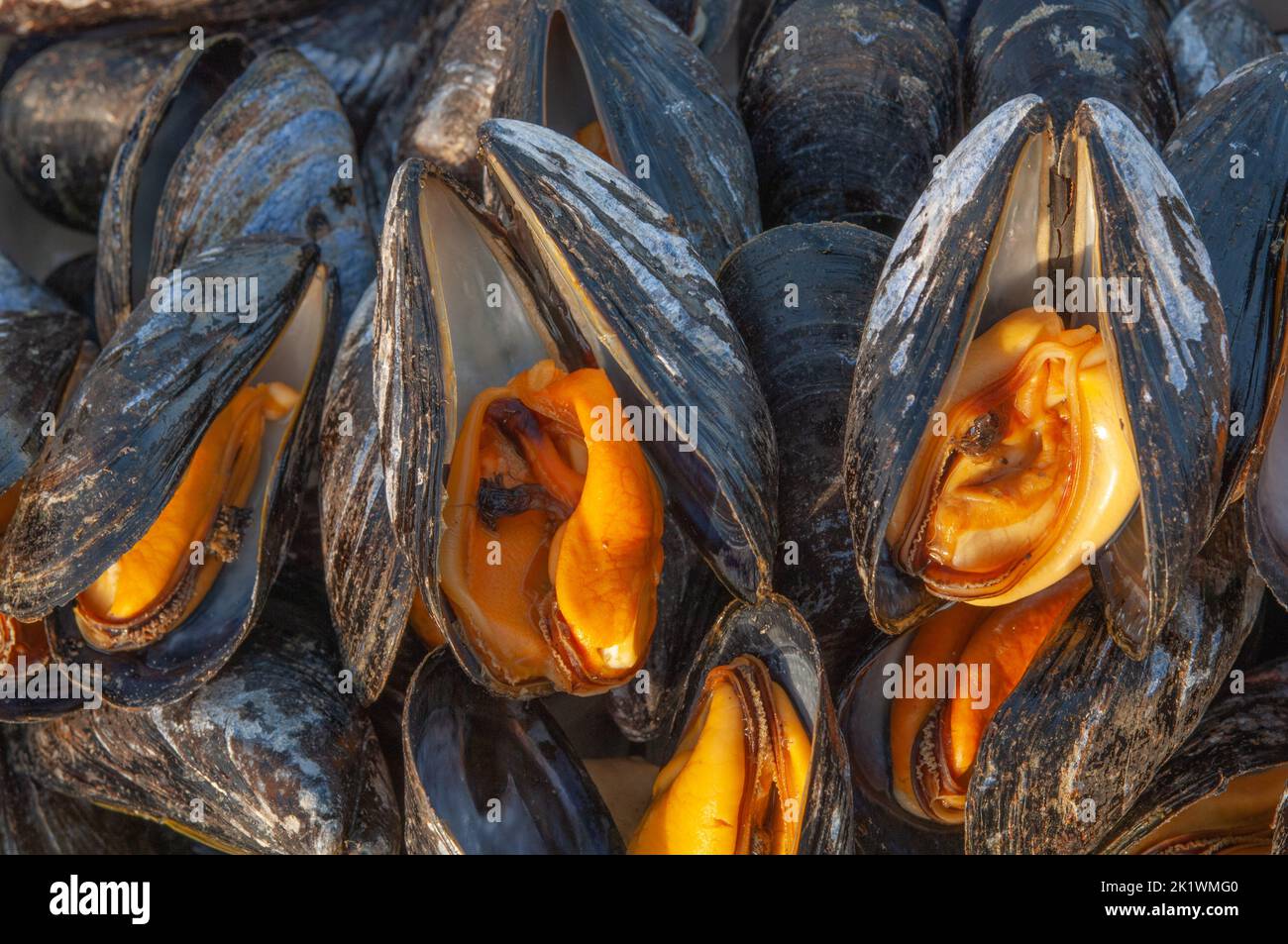 Open shells of cooked foraged wild mussels Stock Photo - Alamy