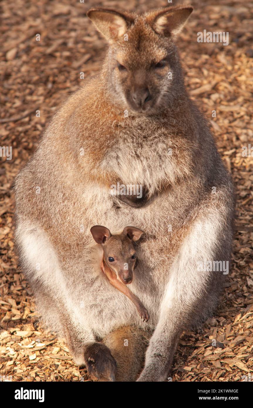 Red-necked wallaby and joey in pouch Stock Photo - Alamy