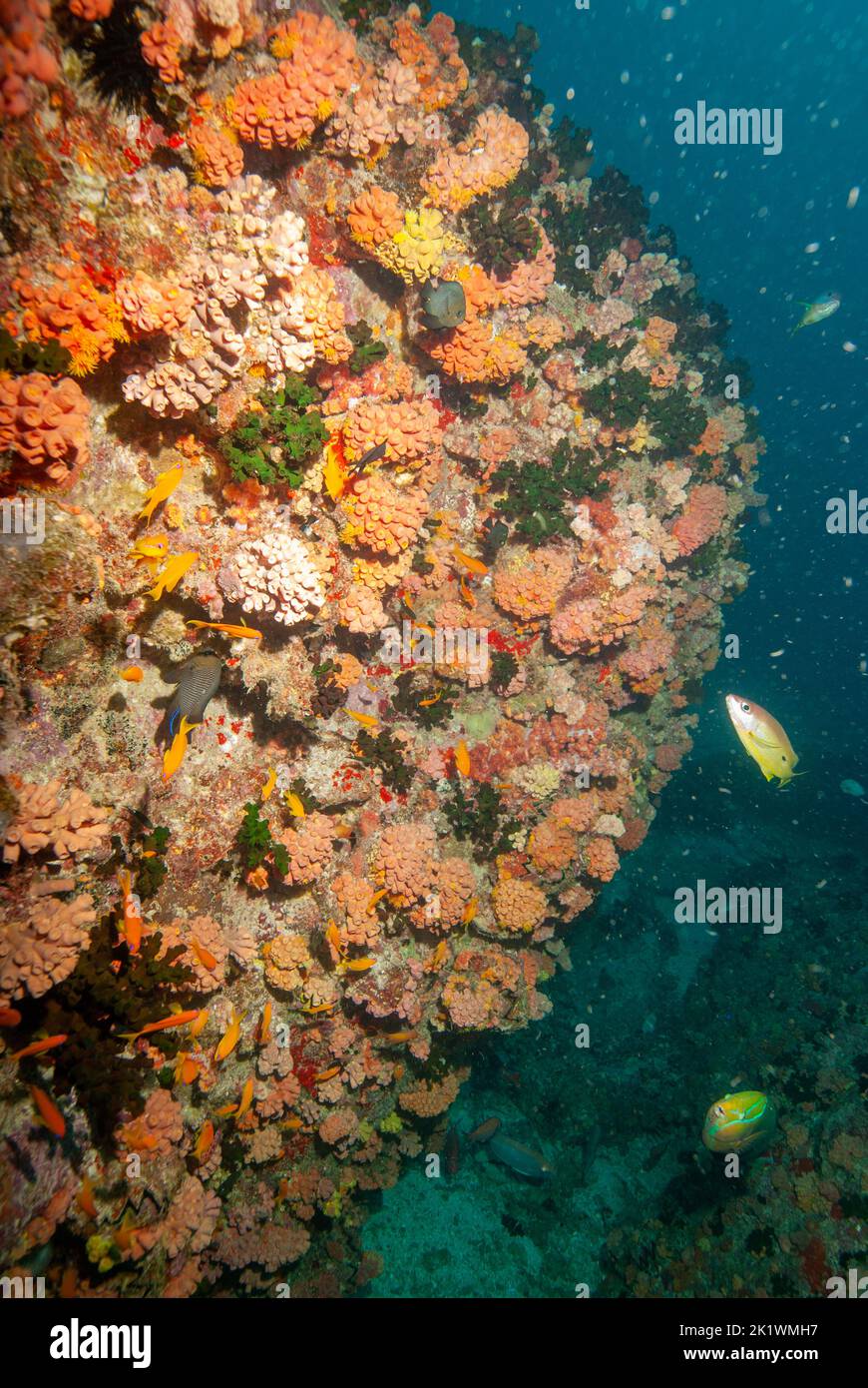 Coral reef, Mahe, Seychelles Stock Photo - Alamy
