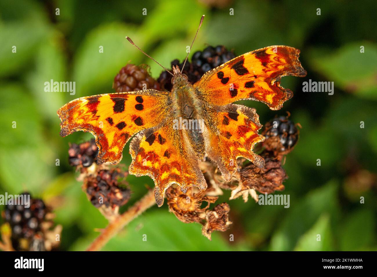 Comma butterfly feeding on ripe bramble Stock Photo - Alamy