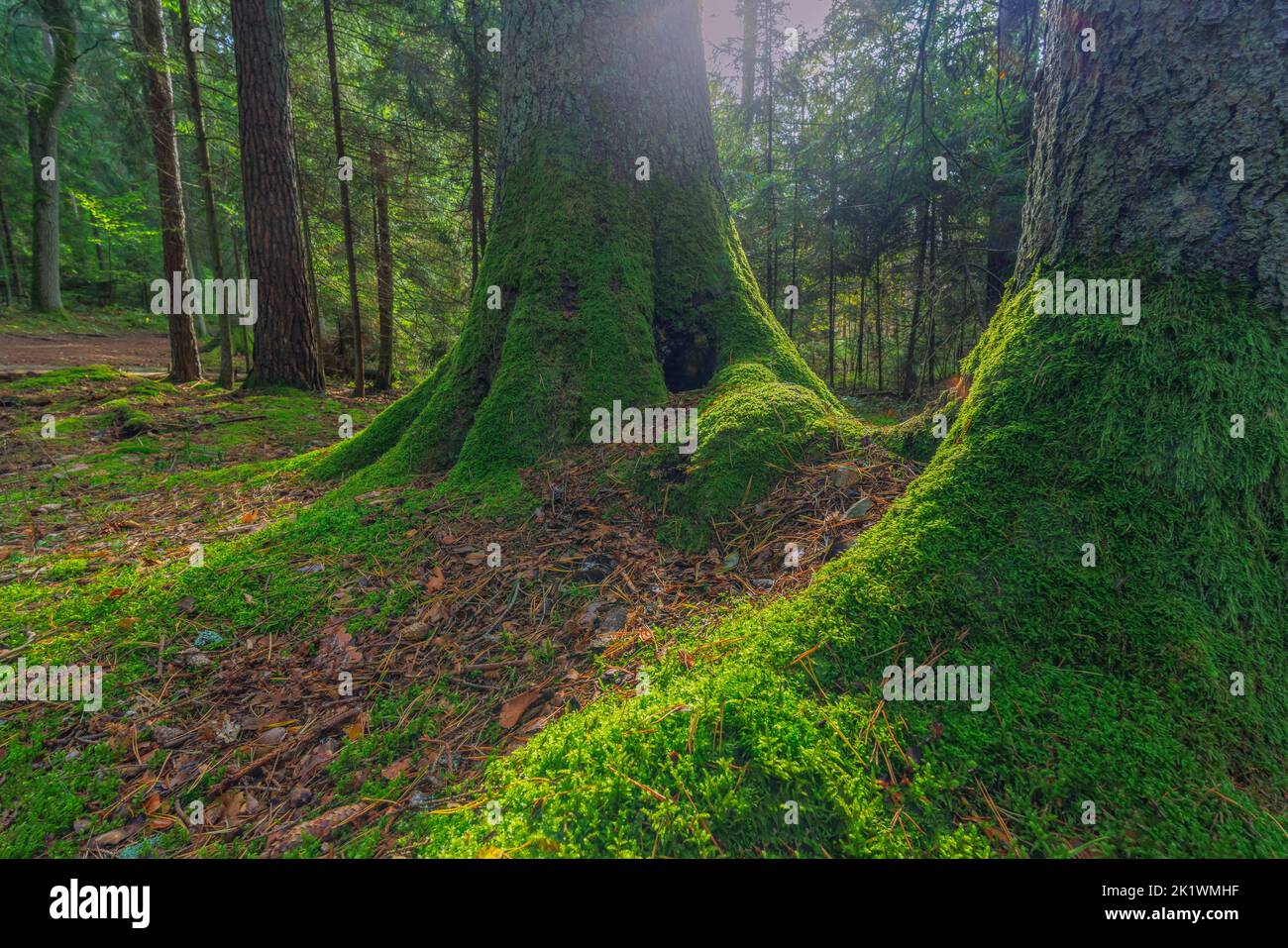 The green roots of a tree in the forest Stock Photo - Alamy