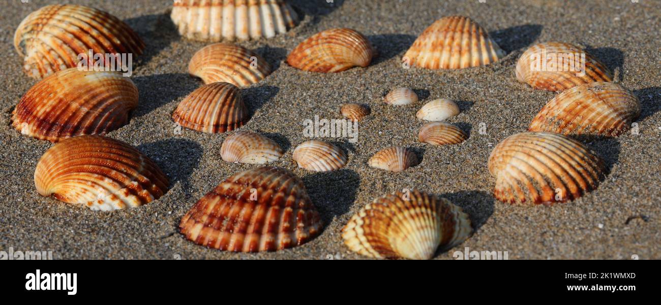 shells of various sizes on the sand of the tropical beach in summer ...
