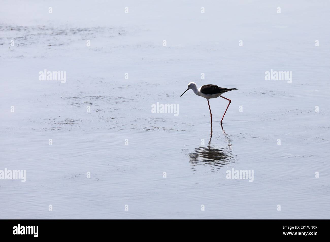 bird knight of italy with long and thin paws on the water of the pond ...