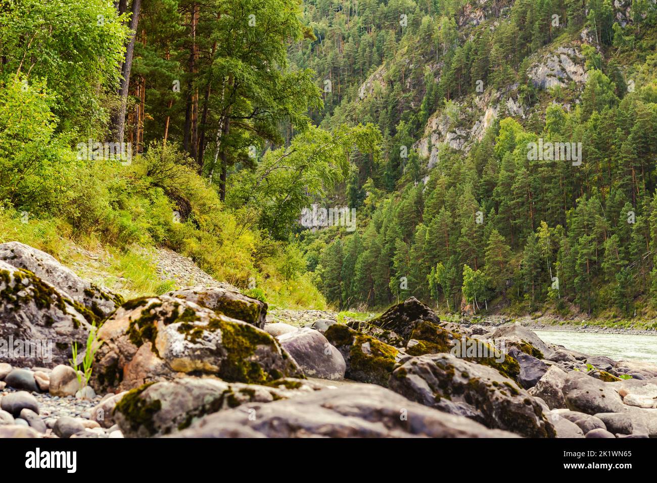 Rocky River Bank overgrown trees On Katun River in Gorny Altai ...