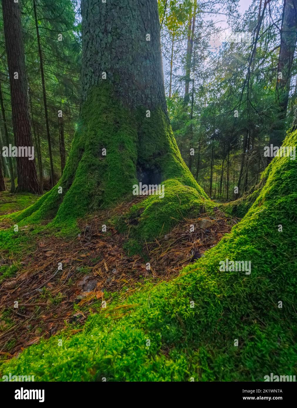 The green roots of a tree in the forest Stock Photo - Alamy